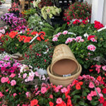 Plants - The Grey Goose Farm