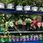 Plants - The Grey Goose Farm