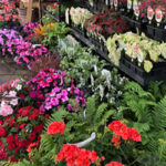 Plants - The Grey Goose Farm