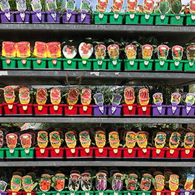 Plants - The Grey Goose Farm