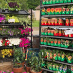 Plants - The Grey Goose Farm