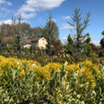 Plants - The Grey Goose Farm