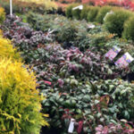 Plants - The Grey Goose Farm