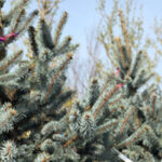 Plants - The Grey Goose Farm