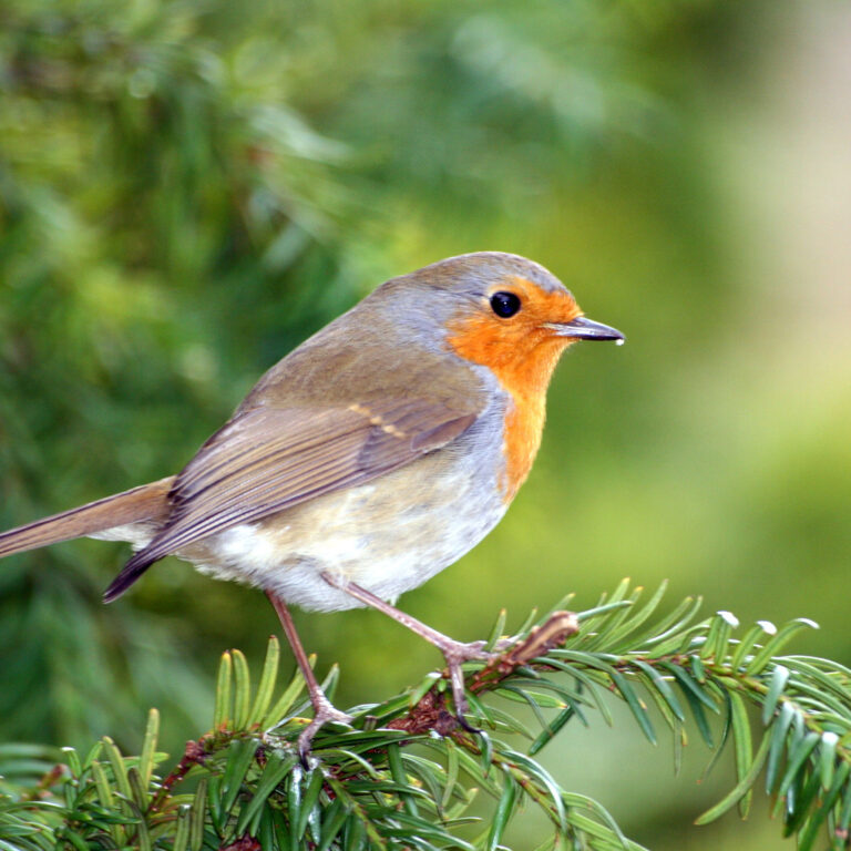 Birding Headquarters - The Grey Goose Farm