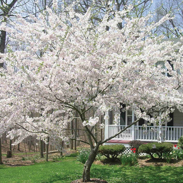 Plants - The Grey Goose Farm